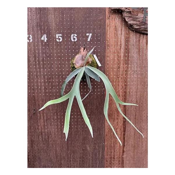 現品販売 1点もの ビカクシダ 原産地：タイ コウモリラン ビカクシダ 壁掛け インテリアビカクシダ（その他の呼び名：コウモリラン、鹿角シダ、Platycerium）タイなどで買い付けた個体を、埼玉県のナーセリーで養生及び日本の気候に慣らし...