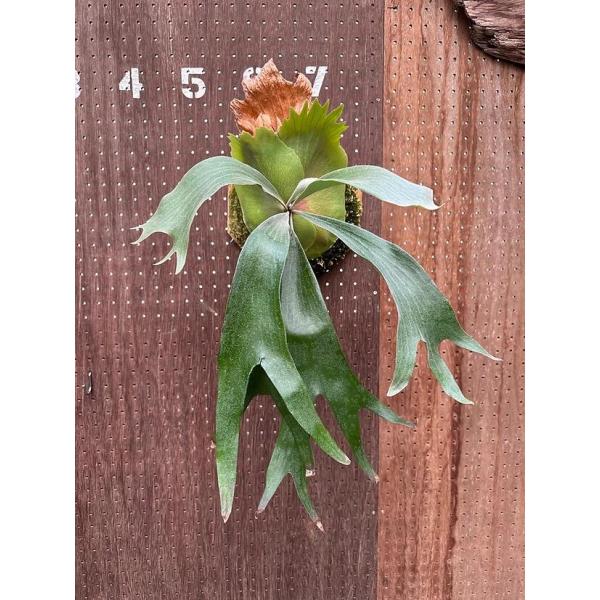 現品販売 1点もの ビカクシダ 原産地：タイ コウモリラン ビカクシダ 壁掛け インテリアビカクシダ（その他の呼び名：コウモリラン、鹿角シダ、Platycerium）タイなどで買い付けた個体を、埼玉県のナーセリーで養生及び日本の気候に慣らし...