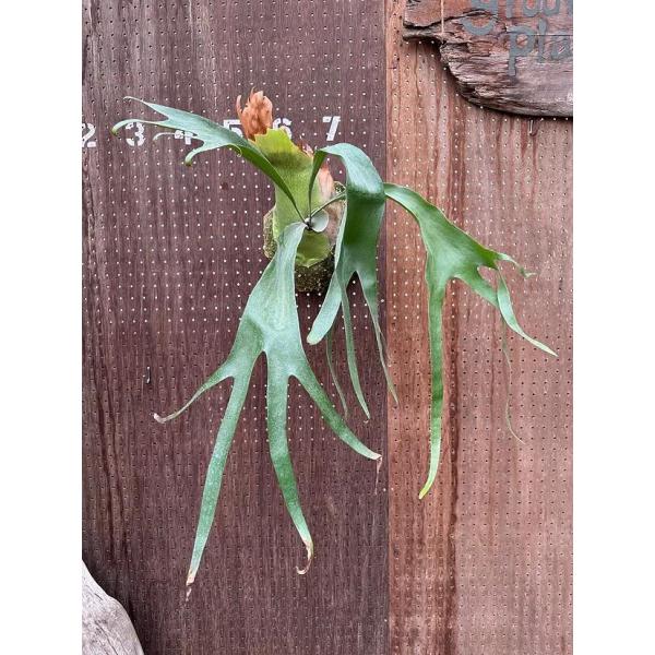 現品販売 1点もの ビカクシダ 原産地：タイ コウモリラン ビカクシダ 壁掛け インテリアビカクシダ（その他の呼び名：コウモリラン、鹿角シダ、Platycerium）タイなどで買い付けた個体を、埼玉県のナーセリーで養生及び日本の気候に慣らし...