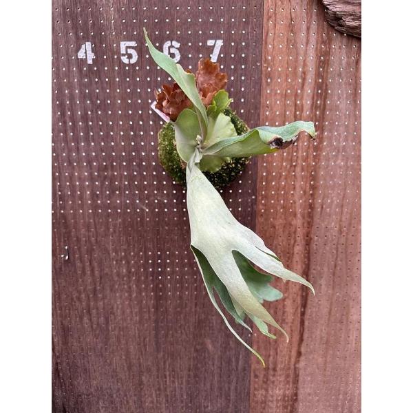 現品販売 1点もの ビカクシダ 原産地：タイ コウモリラン ビカクシダ 壁掛け インテリアビカクシダ（その他の呼び名：コウモリラン、鹿角シダ、Platycerium）タイなどで買い付けた個体を、埼玉県のナーセリーで養生及び日本の気候に慣らし...