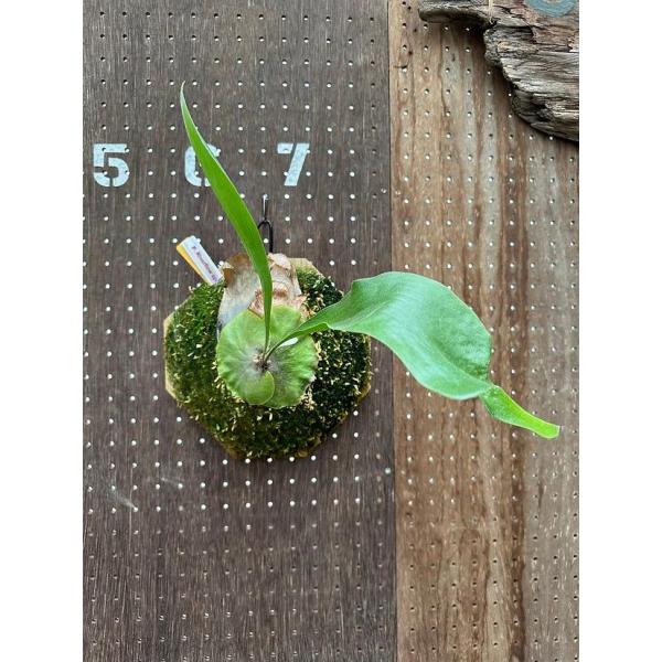 現品販売 1点もの ビカクシダ 原産地：タイ コウモリラン ビカクシダ 壁掛け インテリアビカクシダ（その他の呼び名：コウモリラン、鹿角シダ、Platycerium）タイなどで買い付けた個体を、埼玉県のナーセリーで養生及び日本の気候に慣らし...