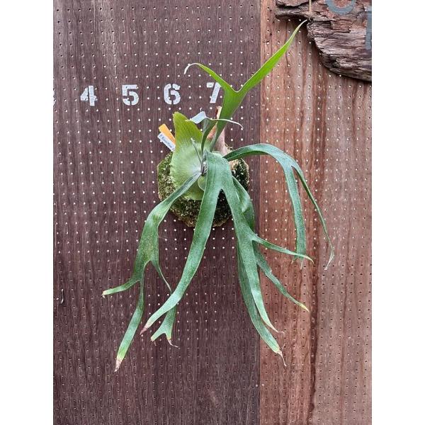 現品販売 1点もの ビカクシダ 原産地：タイ コウモリラン ビカクシダ 壁掛け インテリアビカクシダ（その他の呼び名：コウモリラン、鹿角シダ、Platycerium）タイなどで買い付けた個体を、埼玉県のナーセリーで養生及び日本の気候に慣らし...