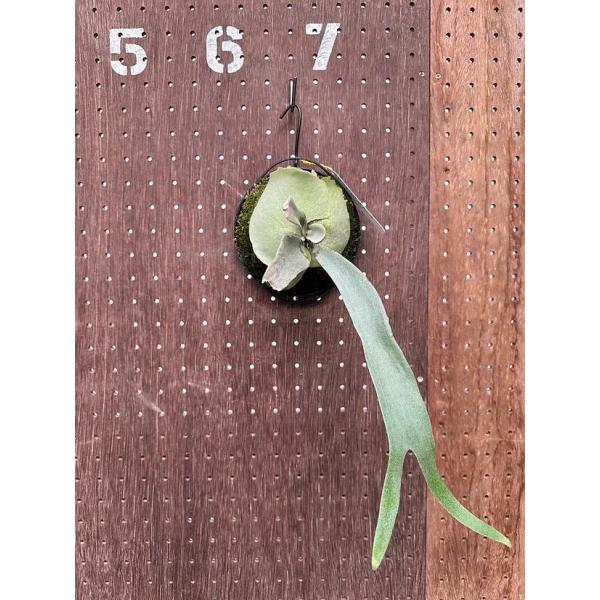 現品販売 1点もの ビカクシダ 原産地：タイ コウモリラン ビカクシダ 壁掛け インテリアビカクシダ（その他の呼び名：コウモリラン、鹿角シダ、Platycerium）タイなどで買い付けた個体を、埼玉県のナーセリーで養生及び日本の気候に慣らし...