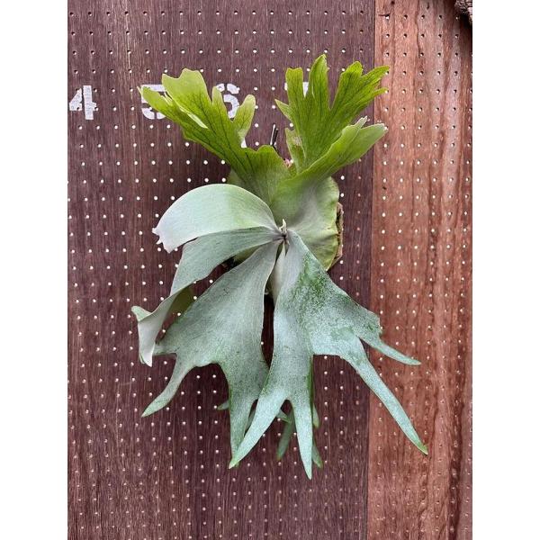 現品販売 1点もの ビカクシダ 原産地：タイ コウモリラン ビカクシダ 壁掛け インテリアビカクシダ（その他の呼び名：コウモリラン、鹿角シダ、Platycerium）タイなどで買い付けた個体を、埼玉県のナーセリーで養生及び日本の気候に慣らし...