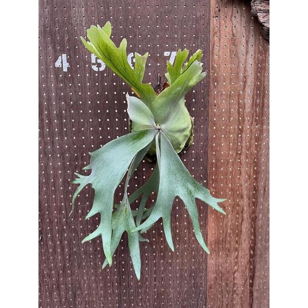 現品販売 1点もの ビカクシダ 原産地：タイ コウモリラン ビカクシダ 壁掛け インテリアビカクシダ（その他の呼び名：コウモリラン、鹿角シダ、Platycerium）タイなどで買い付けた個体を、埼玉県のナーセリーで養生及び日本の気候に慣らし...