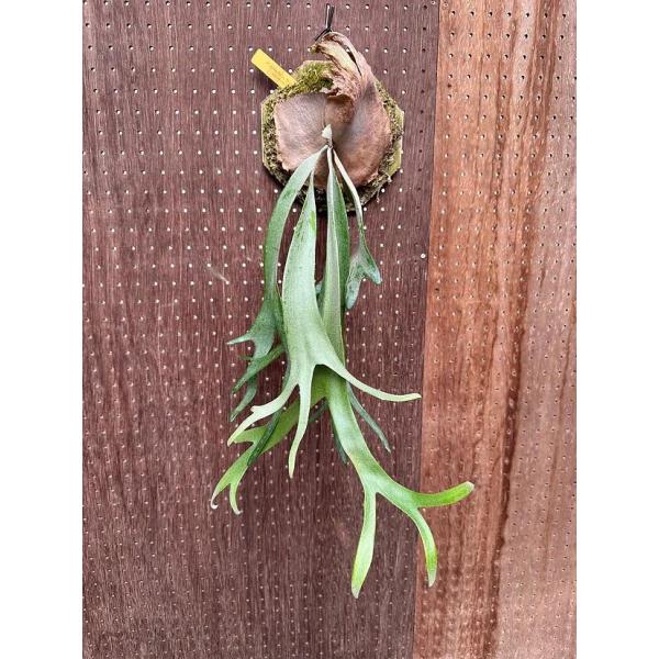 現品販売 1点もの ビカクシダ 原産地：タイ コウモリラン ビカクシダ 壁掛け インテリアビカクシダ（その他の呼び名：コウモリラン、鹿角シダ、Platycerium）タイなどで買い付けた個体を、埼玉県のナーセリーで養生及び日本の気候に慣らし...