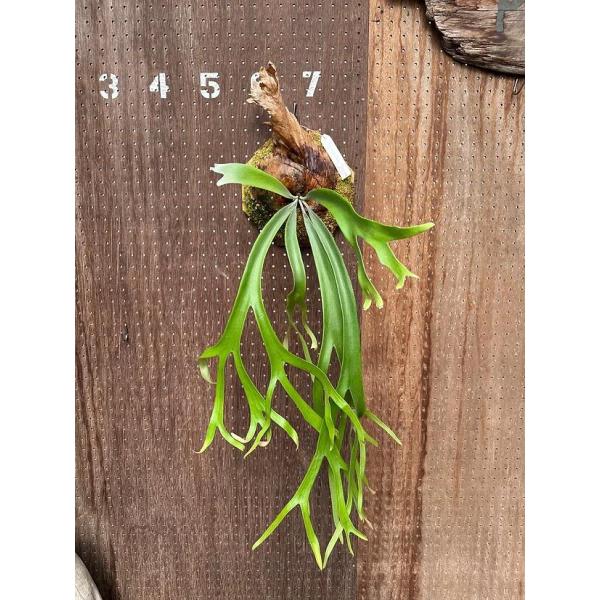 現品販売 1点もの ビカクシダ 原産地：タイ コウモリラン ビカクシダ 壁掛け インテリアビカクシダ（その他の呼び名：コウモリラン、鹿角シダ、Platycerium）タイなどで買い付けた個体を、埼玉県のナーセリーで養生及び日本の気候に慣らし...