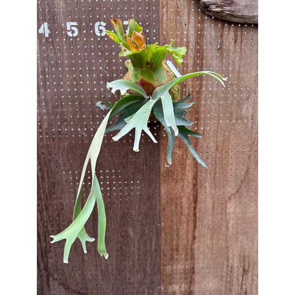 ビカクシダ（その他の呼び名：コウモリラン、鹿角シダ、Platycerium）タイなどで買い付けた個体を、埼玉県のナーセリーで養生及び日本の気候に慣らしたものを販売しています。海外の生産者さんを巡り、オリジナルの品種を見つけての買い付けです。...