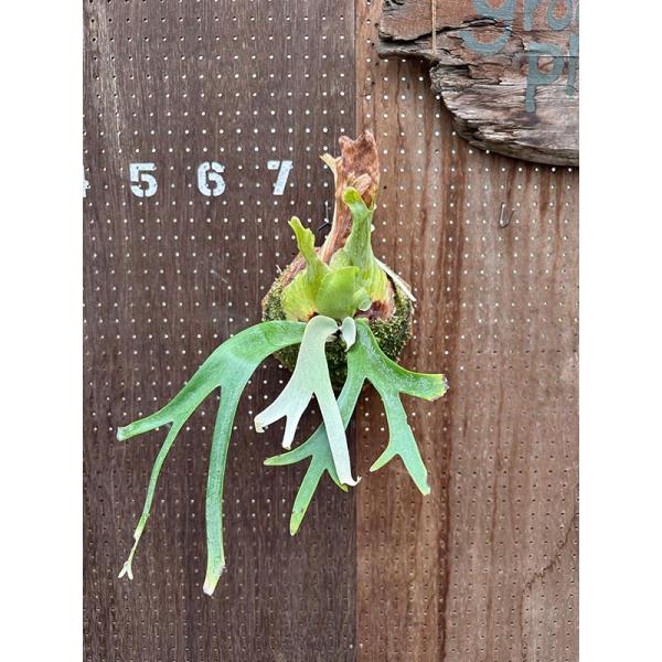 ビカクシダ（その他の呼び名：コウモリラン、鹿角シダ、Platycerium）タイなどで買い付けた個体を、埼玉県のナーセリーで養生及び日本の気候に慣らしたものを販売しています。海外の生産者さんを巡り、オリジナルの品種を見つけての買い付けです。...