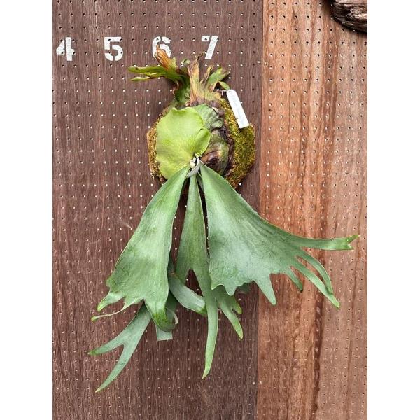 現品販売 1点もの ビカクシダ 原産地：タイ コウモリラン ビカクシダ 壁掛け インテリアビカクシダ（その他の呼び名：コウモリラン、鹿角シダ、Platycerium）タイなどで買い付けた個体を、埼玉県のナーセリーで養生及び日本の気候に慣らし...