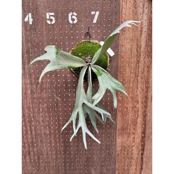 現品販売 1点もの ビカクシダ 原産地：タイ コウモリラン ビカクシダ 壁掛け インテリアビカクシダ（その他の呼び名：コウモリラン、鹿角シダ、Platycerium）タイなどで買い付けた個体を、埼玉県のナーセリーで養生及び日本の気候に慣らし...