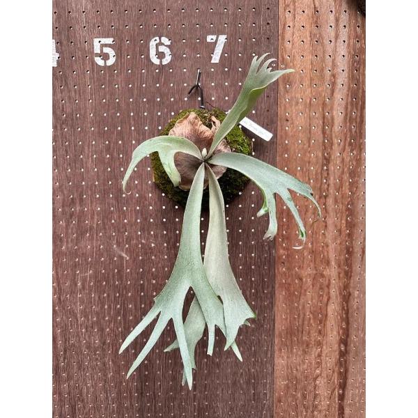 現品販売 1点もの ビカクシダ 原産地：タイ コウモリラン ビカクシダ 壁掛け インテリアビカクシダ（その他の呼び名：コウモリラン、鹿角シダ、Platycerium）タイなどで買い付けた個体を、埼玉県のナーセリーで養生及び日本の気候に慣らし...