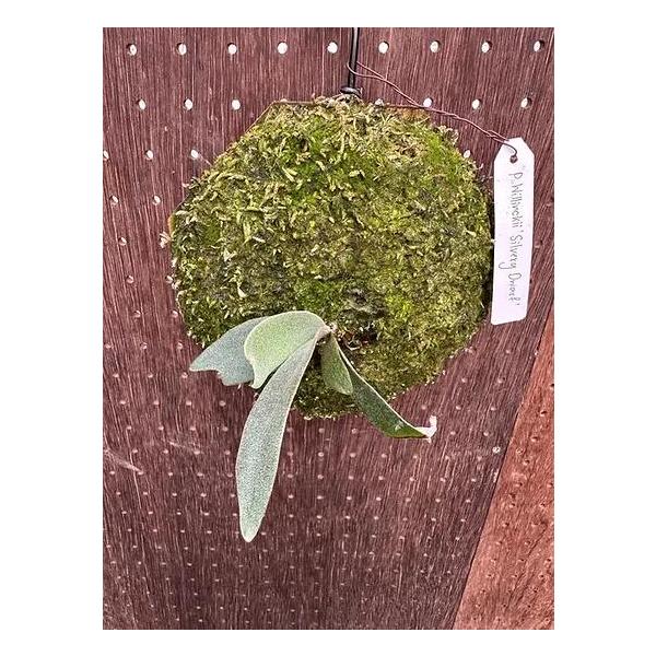 現品販売 1点もの ビカクシダ 原産地：タイ コウモリラン ビカクシダ 壁掛け インテリアビカクシダ（その他の呼び名：コウモリラン、鹿角シダ、Platycerium）タイなどで買い付けた個体を、埼玉県のナーセリーで養生及び日本の気候に慣らし...