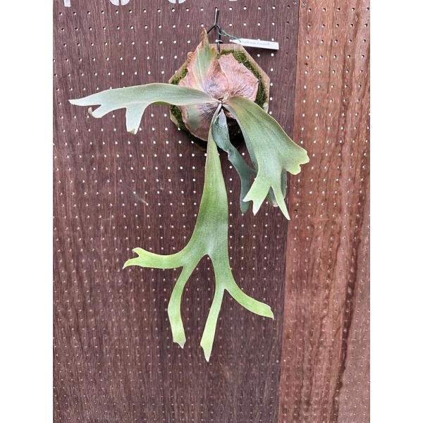 現品販売 1点もの ビカクシダ 原産地：タイ コウモリラン ビカクシダ 壁掛け インテリアビカクシダ（その他の呼び名：コウモリラン、鹿角シダ、Platycerium）タイなどで買い付けた個体を、埼玉県のナーセリーで養生及び日本の気候に慣らし...