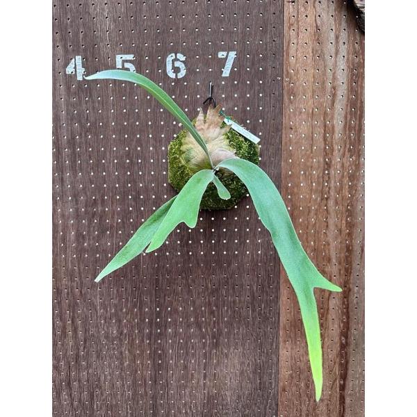 現品販売 1点もの ビカクシダ 原産地：タイ コウモリラン ビカクシダ 壁掛け インテリアビカクシダ（その他の呼び名：コウモリラン、鹿角シダ、Platycerium）タイなどで買い付けた個体を、埼玉県のナーセリーで養生及び日本の気候に慣らし...