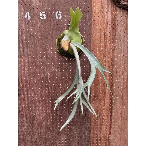 現品販売 1点もの ビカクシダ 原産地：タイ コウモリラン ビカクシダ 壁掛け インテリアビカクシダ（その他の呼び名：コウモリラン、鹿角シダ、Platycerium）タイなどで買い付けた個体を、埼玉県のナーセリーで養生及び日本の気候に慣らし...