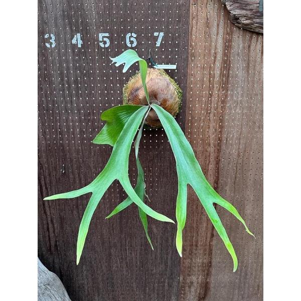 現品販売 1点もの ビカクシダ 原産地：タイ コウモリラン ビカクシダ 壁掛け インテリアビカクシダ（その他の呼び名：コウモリラン、鹿角シダ、Platycerium）タイなどで買い付けた個体を、埼玉県のナーセリーで養生及び日本の気候に慣らし...