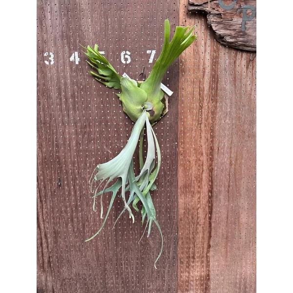 現品販売 1点もの ビカクシダ 原産地：タイ コウモリラン ビカクシダ 壁掛け インテリアビカクシダ（その他の呼び名：コウモリラン、鹿角シダ、Platycerium）タイなどで買い付けた個体を、埼玉県のナーセリーで養生及び日本の気候に慣らし...