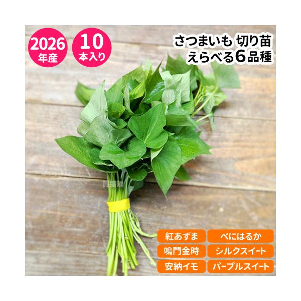 納期について：予約販売中■仕様メーカー:はなちゃん農園品名:さつまいも苗選べる6品種:紅あずま、鳴門金時、安納イモ、べにはるか、シルクスイート、パープルスイート産地:福岡県 はなちゃん農園産産年:令和8年産 (2026年産)入り数:1束10...