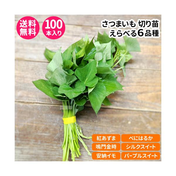 納期について：予約販売中■仕様メーカー:はなちゃん農園品名:さつまいも苗選べる6品種:紅あずま、鳴門金時、安納イモ、べにはるか、シルクスイート、パープルスイート産地:福岡県 はなちゃん農園産産年:令和8年産 (2026年産)入り数:1束10...