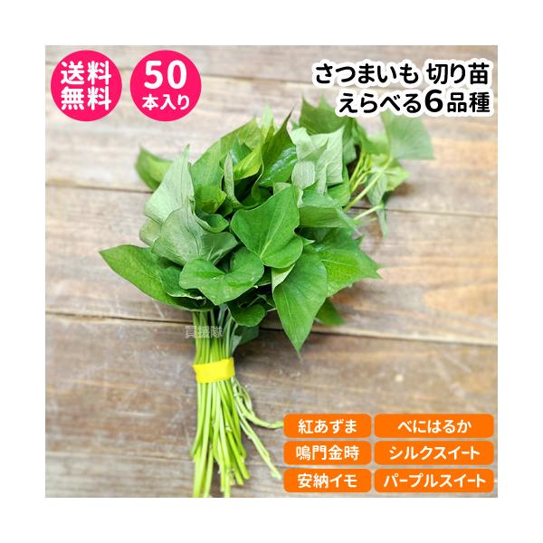 納期について：予約販売中■仕様メーカー:はなちゃん農園品名:さつまいも苗選べる6品種:紅あずま、鳴門金時、安納イモ、べにはるか、シルクスイート、パープルスイート産地:福岡県 はなちゃん農園産産年:令和8年産 (2026年産)入り数:1束10...