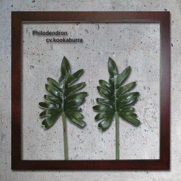 他の・「インテリア雑貨」・を見る 他の・「アートパネル」・を見る 他の・「インテリアグリーンアート」・を見る 他の・「ForestDeco」・を見る   サイズ  W325×H325×D20mm 1000g  素材  天然木、ガラス、紙、ポ...