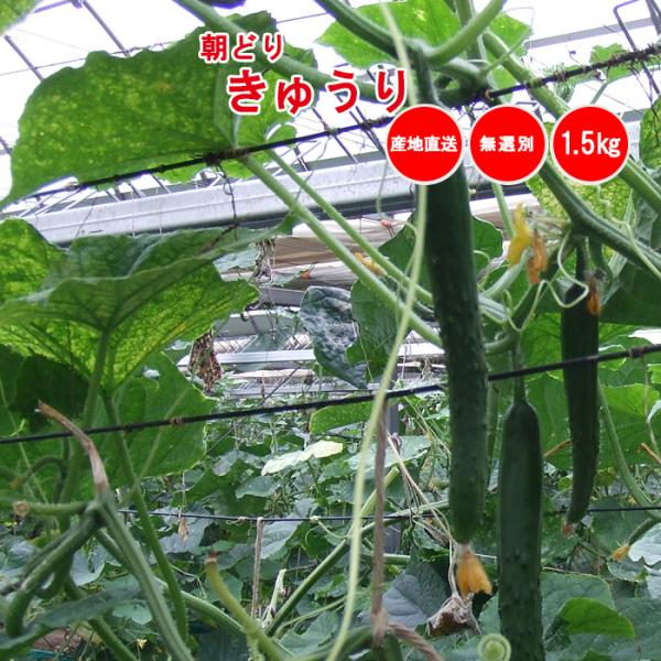 品目：朝どり新鮮きゅうり〇産地：埼玉県深谷市〇入り数：約1.5kg 約13〜15本入り（本数目安）※重量は多少前後します。〇サイズ/等級：無選別・訳あり品※標準以外に、太い、キズ入り、小さい、曲がっているなどさまざまな規格外が入ります。〇販...