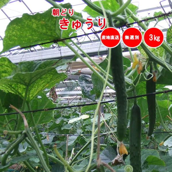 品目：朝どり新鮮きゅうり〇産地：埼玉県深谷市〇入り数：約3kg 約26〜30本入り（本数目安）※重量は多少前後します。〇サイズ/等級：無選別・訳あり品※標準以外に、太い、キズ入り、小さい、曲がっているなどさまざまな規格外が入ります。〇販売期...