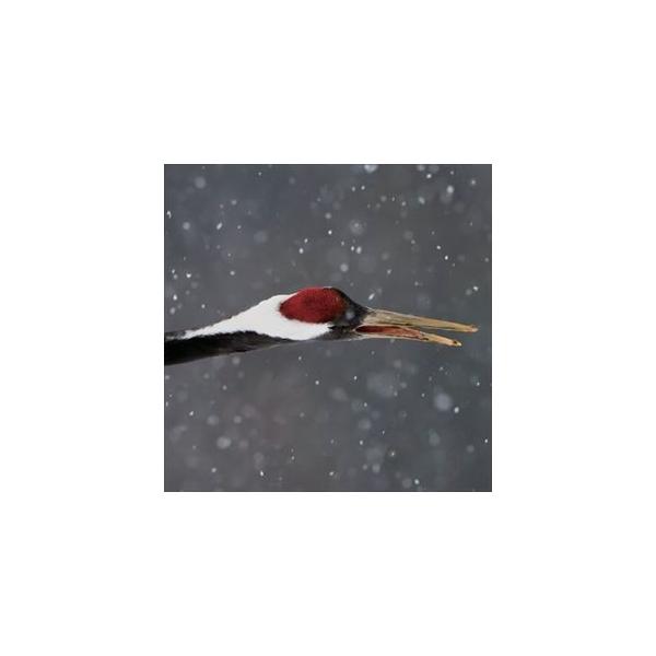 【発売日：2012年08月08日】種別:CD 邦楽ラップ/ヒップホップ ※こちらの商品はインディーズ盤にて流通量が少なく、手配できない場合がございます 発売日:2012/08/08 販売元:ウルトラ・ヴァイヴ 登録日:2012/09/07 ...