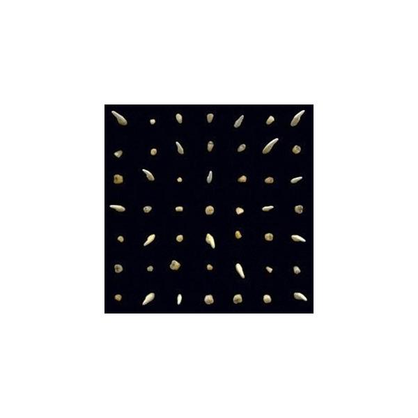 【発売日：2020年11月07日】種別:CD 洋楽ラップ/ヒップホップ ※こちらの商品はインディーズ盤にて流通量が少なく、手配できない場合がございます 発売日:2020/11/07 販売元:ウルトラ・ヴァイヴ 登録日:2020/10/02 ...