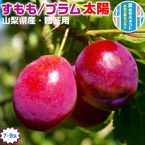 ■商品名： お中元 ギフト すもも プラム 太陽 きよう 山梨県産 すもも太陽 1箱 7-9玉入 贈答用 ぷらむ 高級 果物 希少 フルーツ 贈物 プレゼント お中元 ■お届けの目安： 【予約】2026年8月中旬頃入荷予定 ※指定日お届け不...