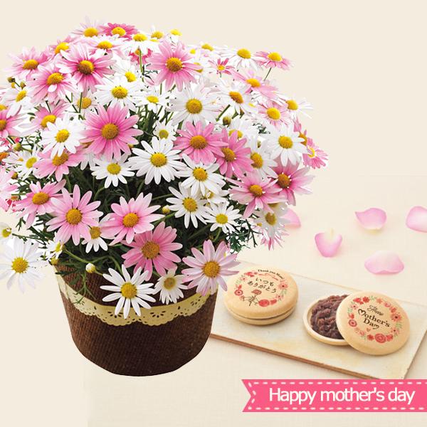 【商品内容】●現品約20×20×高さ25cm●マーガレット(5号鉢) 、バスケット●お手入れのしおり付●最中×2、餡35g×2※植物につき、色、形、大きさが異なる場合がございます。商品の写真は開花時のイメージです。生花はつぼみを含んだ状態で...