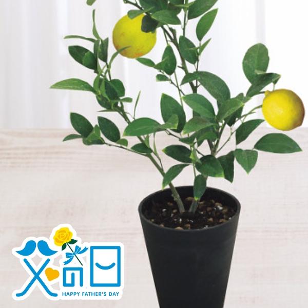 ●レモン鉢植え●自宅で開花から実の収穫まで楽しめます。お料理に、お菓子づくりに、果樹を育てる面白さをぜひご堪能ください。●現品約１５×１５×４５ｃｍ●レモン（５号プラスチック鉢）●お手入れのしおり付●ボール箱入●原産国：日本※商品の写真は開...
