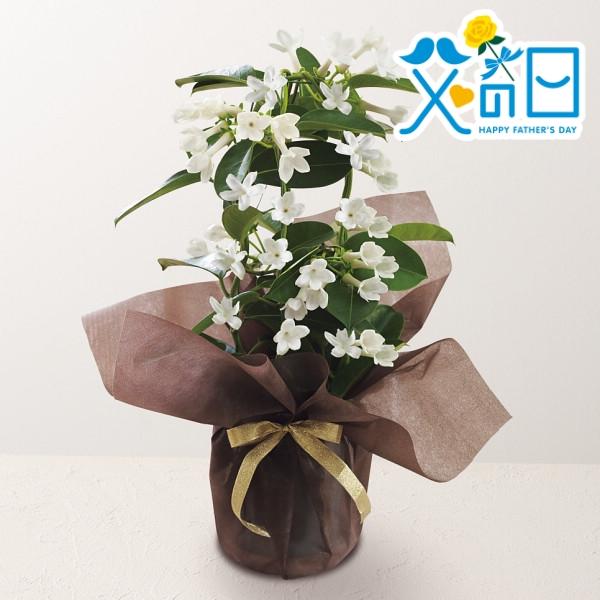 ※商品の写真は開花時のイメージです。長くお花をお楽しみいただくためにつぼみの状態でお届けいたします。●マダガスカルジャスミン鉢植え●甘い香りと清楚な花姿が人気。純白の花と葉のコントラストが綺麗です。●現品約18×18×高さ40cm●マダガス...