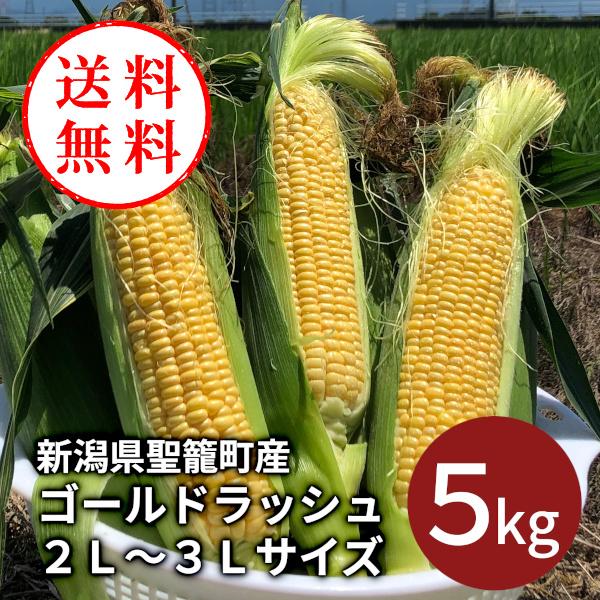 甘みが強いことが特徴の品種、ゴールドラッシュ。桃やメロン、葡萄と同等の糖度18〜20度を持つともいわれ、コクのある甘みと爽やかな後味がお楽しみいただけます。粒皮も柔らかく、生で召し上がることも出来ますので、新鮮なうちに是非お試しください！（...