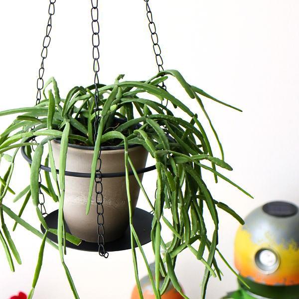 アイアンのチェーンハンギングはグリーンの鉢植えや花などを空間で楽しむためのハンガーです蔦の長いグリーンを入れたり満開のフラワーの鉢植えをセットすると360度植物を愉しめシンプルなデザインはどんな鉢花やグリーンともマッチしますカウンターや窓際...