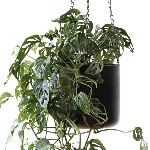 無骨なアイアンがグリーンを引き立てるチェーン付きのハンギングポットは吊るすだけで空間を立体的に演出し360度どこからでも植物を愉しめるアイテムアイアンの落ち着いた質感はどんな色味の鉢花やグリーンとも相性抜群長く伸びる蔦や色鮮やかな花を添えて...