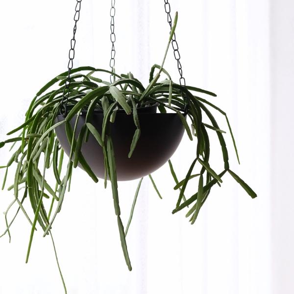 無骨なアイアンがグリーンを引き立てるチェーン付きのハンギングポットは吊るすだけで空間を立体的に演出し360度どこからでも植物を愉しめるアイテムアイアンの落ち着いた質感はどんな色味の鉢花やグリーンとも相性抜群長く伸びる蔦や色鮮やかな花を添えて...