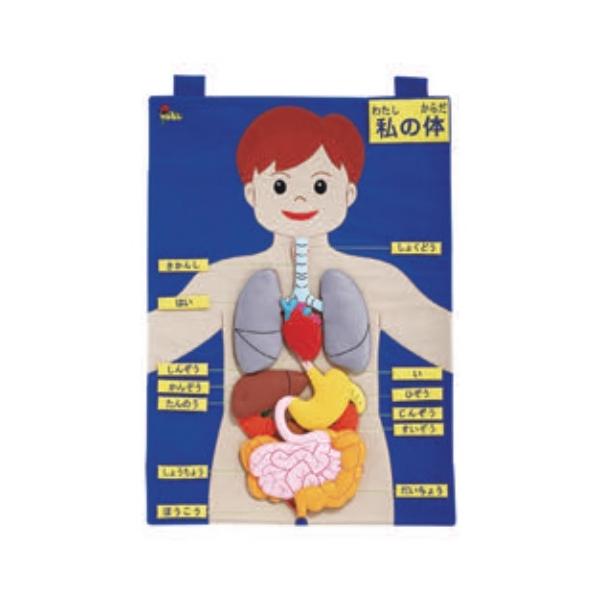 楽しく体について学ぶことができます。●大きさ／(W)50×(D)70×(T)2cm ●質量／550g ●材質／ポリエステル、綿 ●セット内容／タペストリー、臓器パーツ 15個、　名前パーツ 13個、吊り棒、ひも★体の仕組みをフェルトモチーフ...