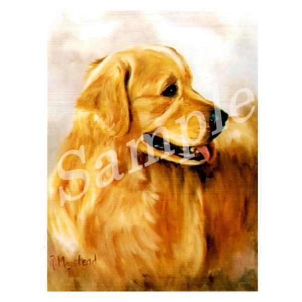 ゴールデン・レトリーバー　グリーティングカード。愛犬家の方へのプレゼントに添えていただくのに最適です。額などに入れていただくと、素敵なインテリアとしてお楽しみいただけます。サイズ 　　約14センチ×10.5センチ内容量 　　カード１枚・封筒...