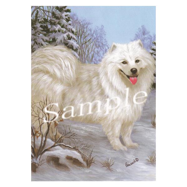 サモエド グリーティングカード。愛犬家の方へのプレゼントに添えていただくのに最適です。額などに入れていただくと、素敵なインテリアとしてお楽しみいただけます。題名　　Samoyed Happiness is... サイズ 　　縦17.8センチ...