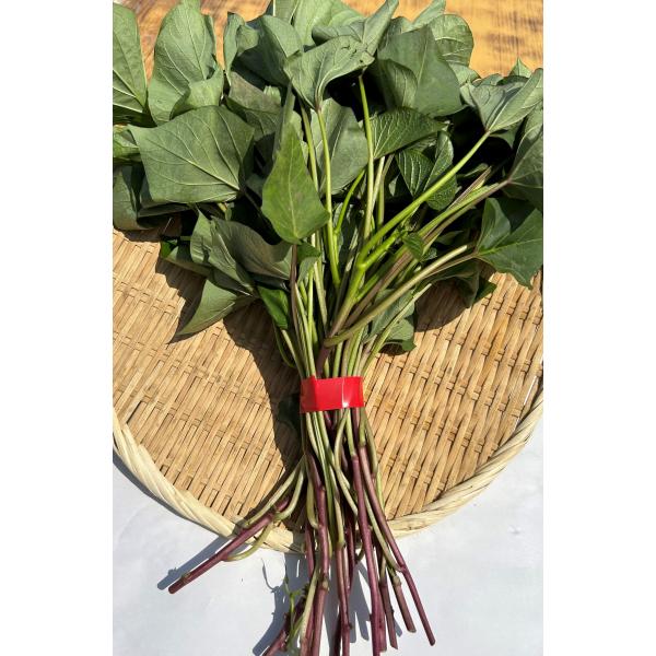 【発売日：2026年04月13日】こちらは50本からご購入いただける商品となります。【ご購入前に必ずお読みください】●配送中に苗や葉の萎れがでてきてしまう可能性はございますが、植え付けには問題ございません。●農作物のため、天候や気温の影響で...