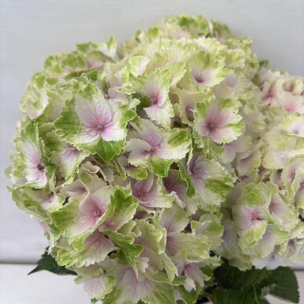 【レモンキス】テマリ咲きで、株数が多くたくさんの花がつき、丈夫な枝で倒れにくい品種です。花色はフレッシュグリーンから始まり、ピンクもしくはブルーと色づきそして再びライムグリーンが花色に現れる、清楚で爽やかな印象があります。花びらが丈夫で長く...