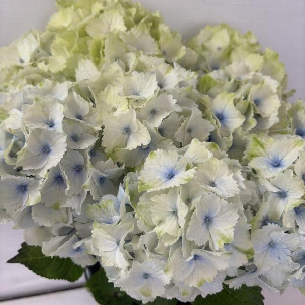 【レモンキス】テマリ咲きで、株数が多くたくさんの花がつき、丈夫な枝で倒れにくい品種です。花色はフレッシュグリーンから始まり、ピンクもしくはブルーと色づきそして再びライムグリーンが花色に現れる、清楚で爽やかな印象があります。花びらが丈夫で長く...