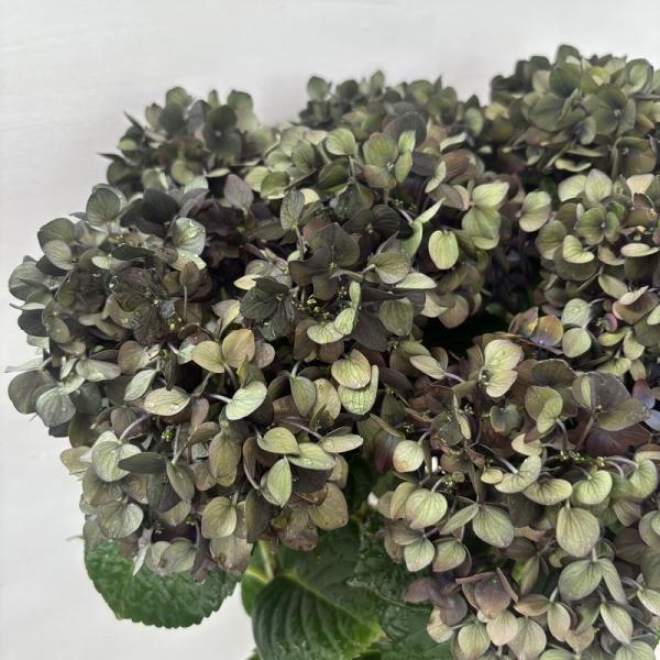 【マジカルチョコレート】マジカルシリーズは切り花用に育種された品種で、茎が強くて丈夫なので庭植えもでき、開花後は秋色の変化まで長く楽しめます。ヨーロッパでもとても人気があるシリーズです。マジカルチョコレートは花びらが厚く、咲き進むとパープル...