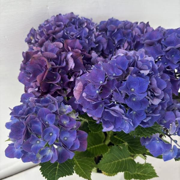 【ディープパープル】デンマークのスクロール社が開発した深い紫の花にマットな質感の花びらを持つアジサイです。これまでにない独特の紫色の花は、一度見たら忘れられないインパクトのある品種です。美しい花色と株の性質が世界中で評価されオランダ、アイル...