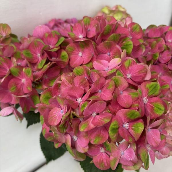 【マジカルグリーンファイア】マジカルシリーズは切り花用に育種された品種です。茎が強くて丈夫なので庭植えもでき、開花後は秋色の変化まで長く楽しめます。ヨーロッパでもとても人気があるシリーズです。グリーンが交ざる花色は、咲き進むと緑色が一層濃く...