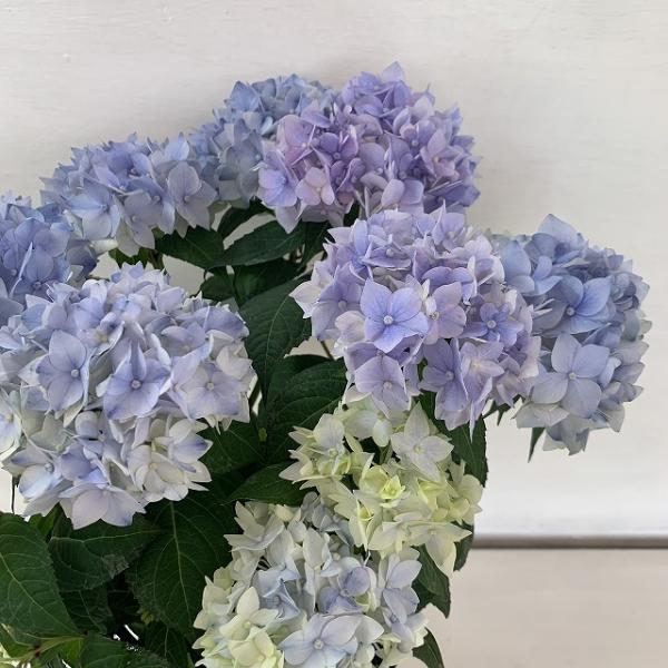 【てててまり】花房が小ぶりでかわいいアジサイです。品種名の「ててて」は、埼玉県北部の方言だそうです。●花終わりでの販売です。開花時の花色は土壌により変化致します。予めご了承ください。●花終わりのアジサイは3〜4株まで同梱可能です。※鉢のサイ...