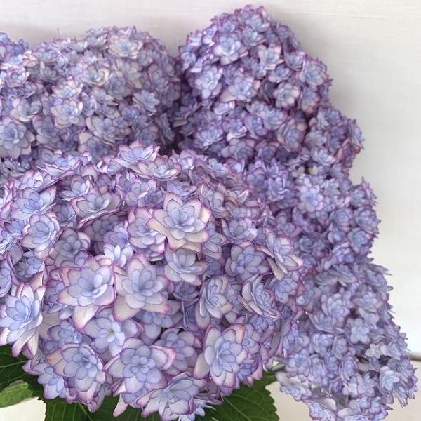 【ひな祭り　ルナ】加茂セレクションのアジサイ「ひな祭り」のテマリ咲きのアジサイです。八重のガク咲きの装飾花がなんとも可愛らしく豪華な印象を持ちます。●花終わりでの販売です。開花時の花色は土壌により変化致します。予めご了承ください。●花終わり...