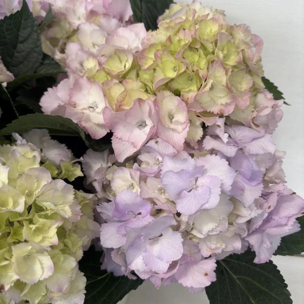 【万結珠】ふわりとした淡いカラーの花房が可愛らしいアジサイです。●花終わりでの販売です。開花時の花色は土壌により変化致します。予めご了承ください。●花終わりのアジサイは3〜4株まで同梱可能です。※鉢のサイズにより変わる場合がございます。サイ...